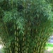 Large Fargesia Rufa, 'sunset Glow' Live Clumping Bamboo Plant - Etsy