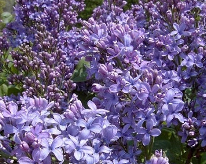 SYRINGA 'WONDERBLUE' Lilac-fragrant Starter Plant Approx 6-8 Inch - Etsy