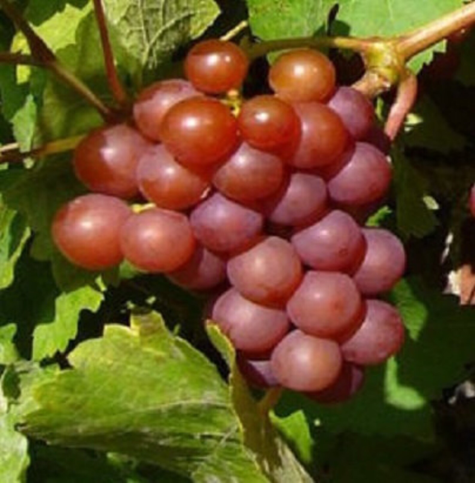 Einset Red Seedless Grape, Live Potted Plant, 1-2 Years Old. - Etsy