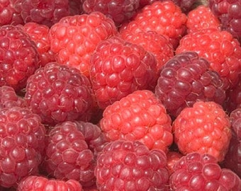 Raspberry Red | Etsy