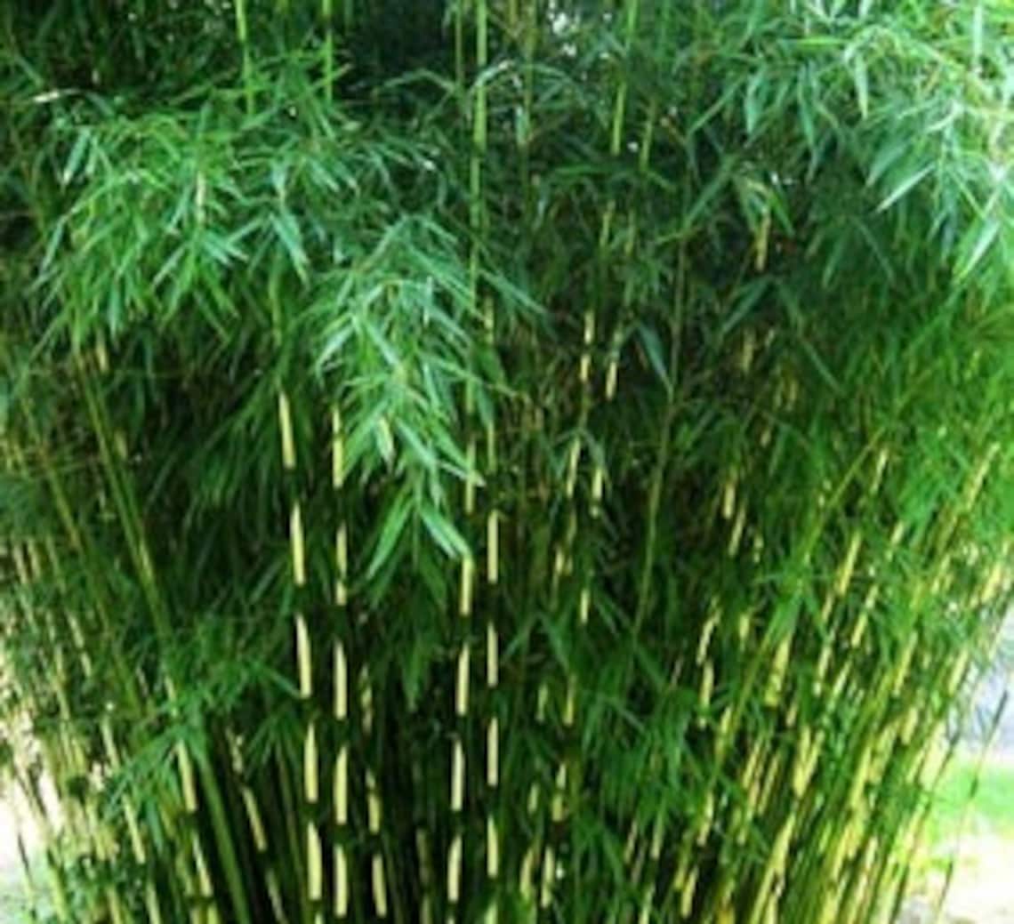 Bambusa Metake Korean/japanese Arrow Bamboo Plant Grown in a Number 1 ...