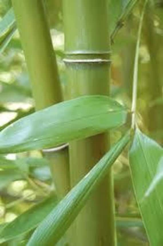 Phyllostachys Bissetii Grows to 25' Cold Hardy Live - Etsy