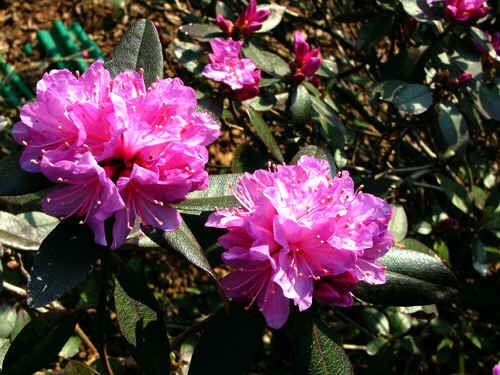 Purple Gem Rhododendron
