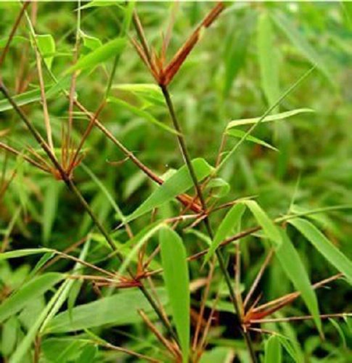 Large Fargesia Rufa, 'sunset Glow' Live Clumping Bamboo Plant Cold ...