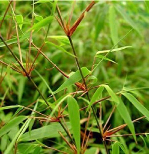 Large Fargesia Rufa, 'sunset Glow' Live Clumping Bamboo Plant - Etsy