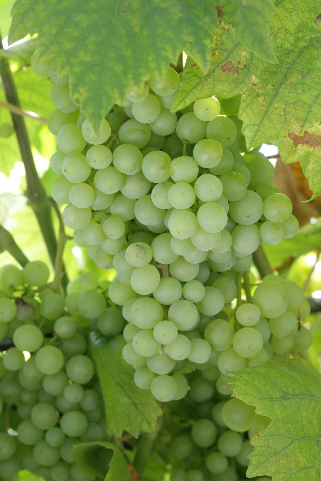 Himrod, Live Potted Seedless Grape Plant, 2 Years Old. - Etsy