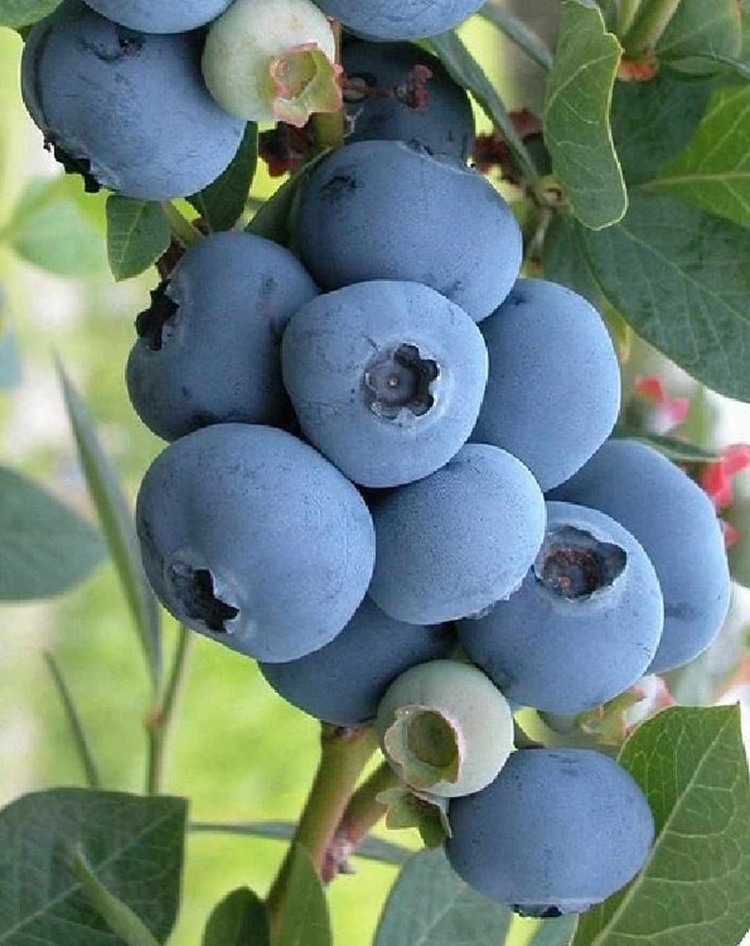 Northcountry Blueberry Plant, Dwarf Shrub: Sweet Sky Blue Fruit - Etsy