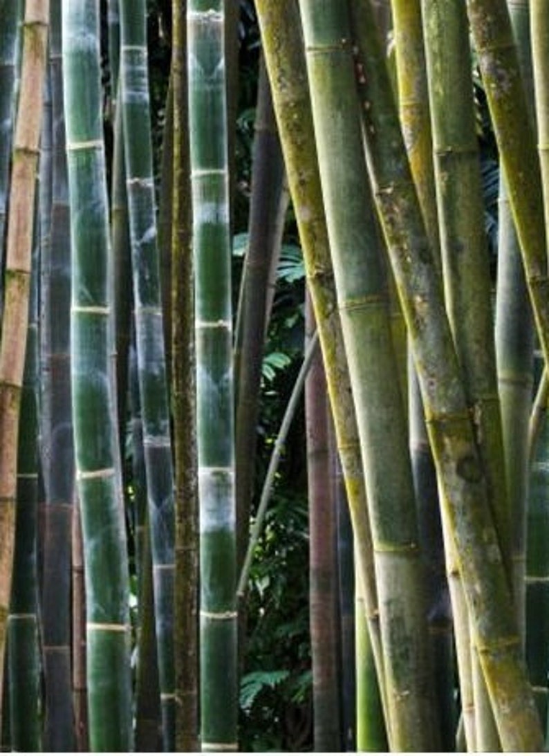 Giant Timber Bamboo Plant Phyllostachys Atrovaginata Hardy to - Etsy