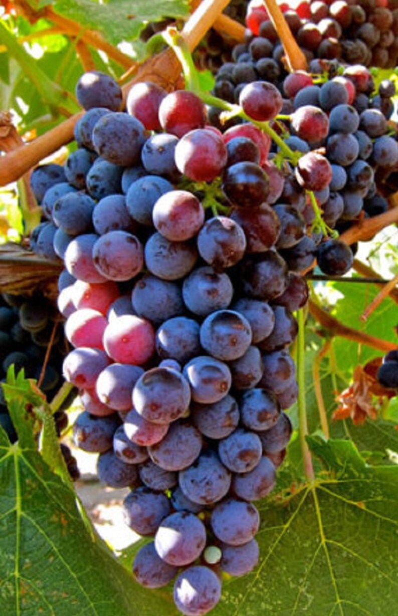 Catawba Red Grape, Live Potted Plant, 1-2 Years Old. - Etsy