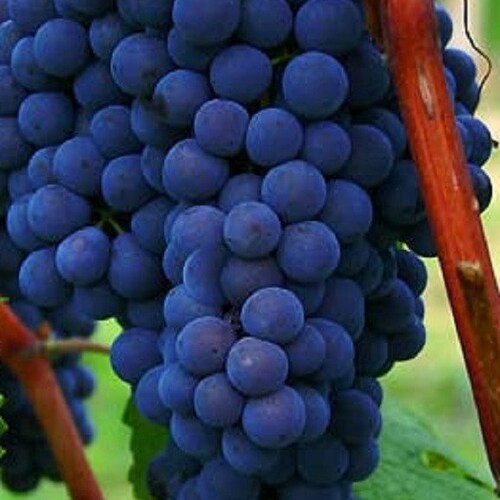 Einset Red Seedless Grape Live Potted Plant 1-2 Years Old. - Etsy