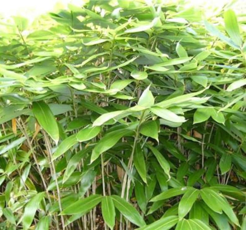 Sasa Palmata Nebulosa Live Bamboo Plant, One 1 Size, Very Large ...