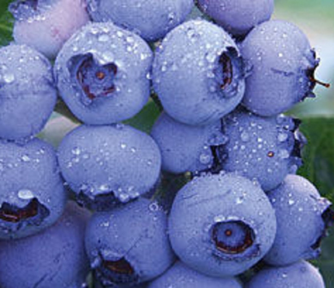 Elliott Blueberry, Box of 3 - Etsy