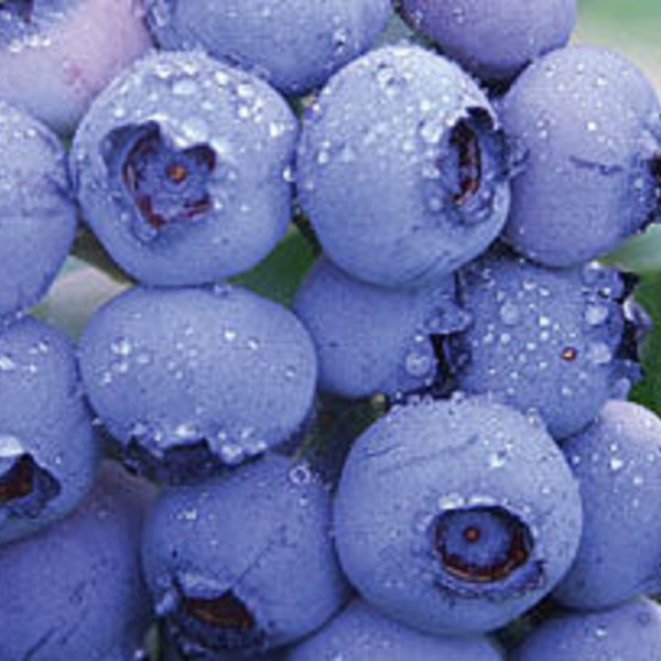 Blueberry - Etsy