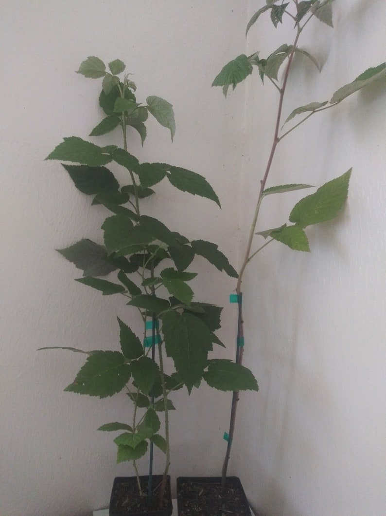 Meeker Red Raspberry Box of 3 | Etsy