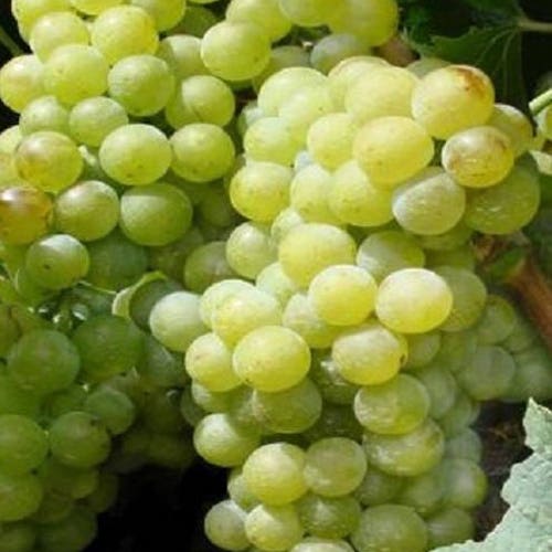 Catawba Red Grape Live Potted Plant 1-2 Years Old. - Etsy