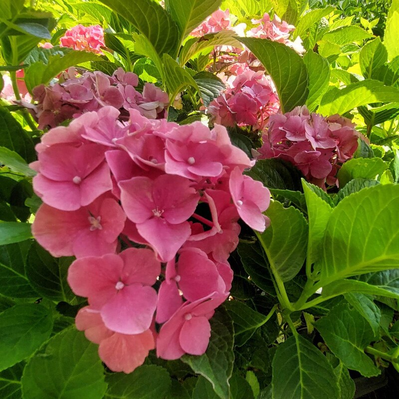 Hydrangea Plant - Etsy