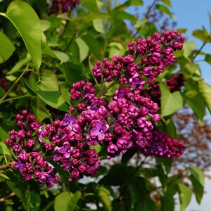 Congo French Lilac (syringa) Live Plant Cold Hardy Fast Growing - Etsy