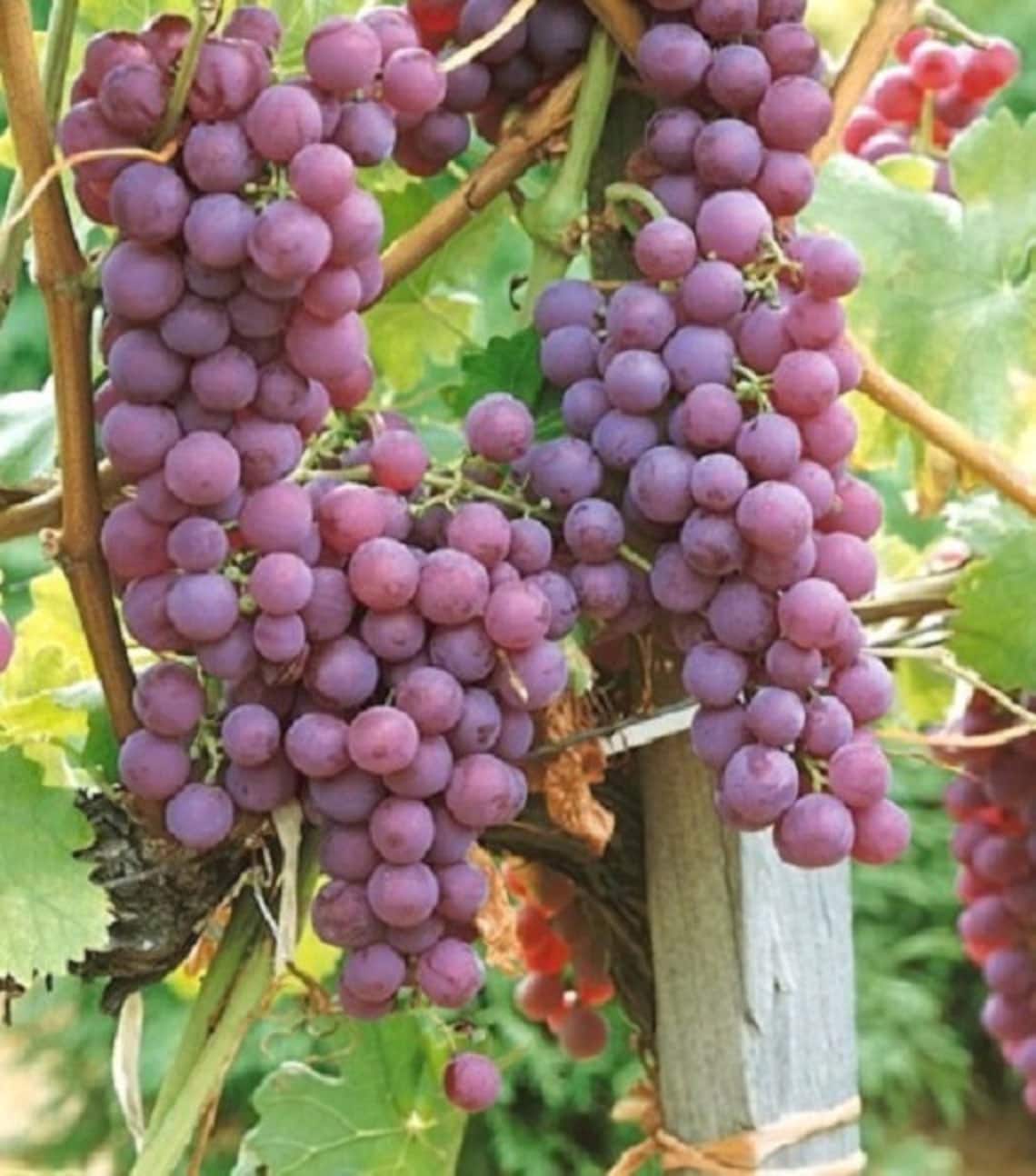 Suffolk Red Live Potted Seedless Grape Plant 1-2 Years Old - Etsy