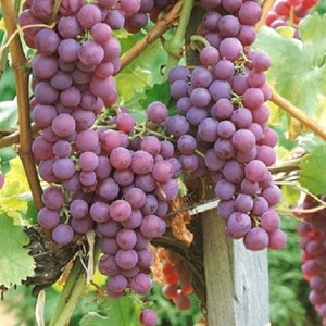 Suffolk Red Live Potted Seedless Grape Plant 1-2 Years Old - Etsy