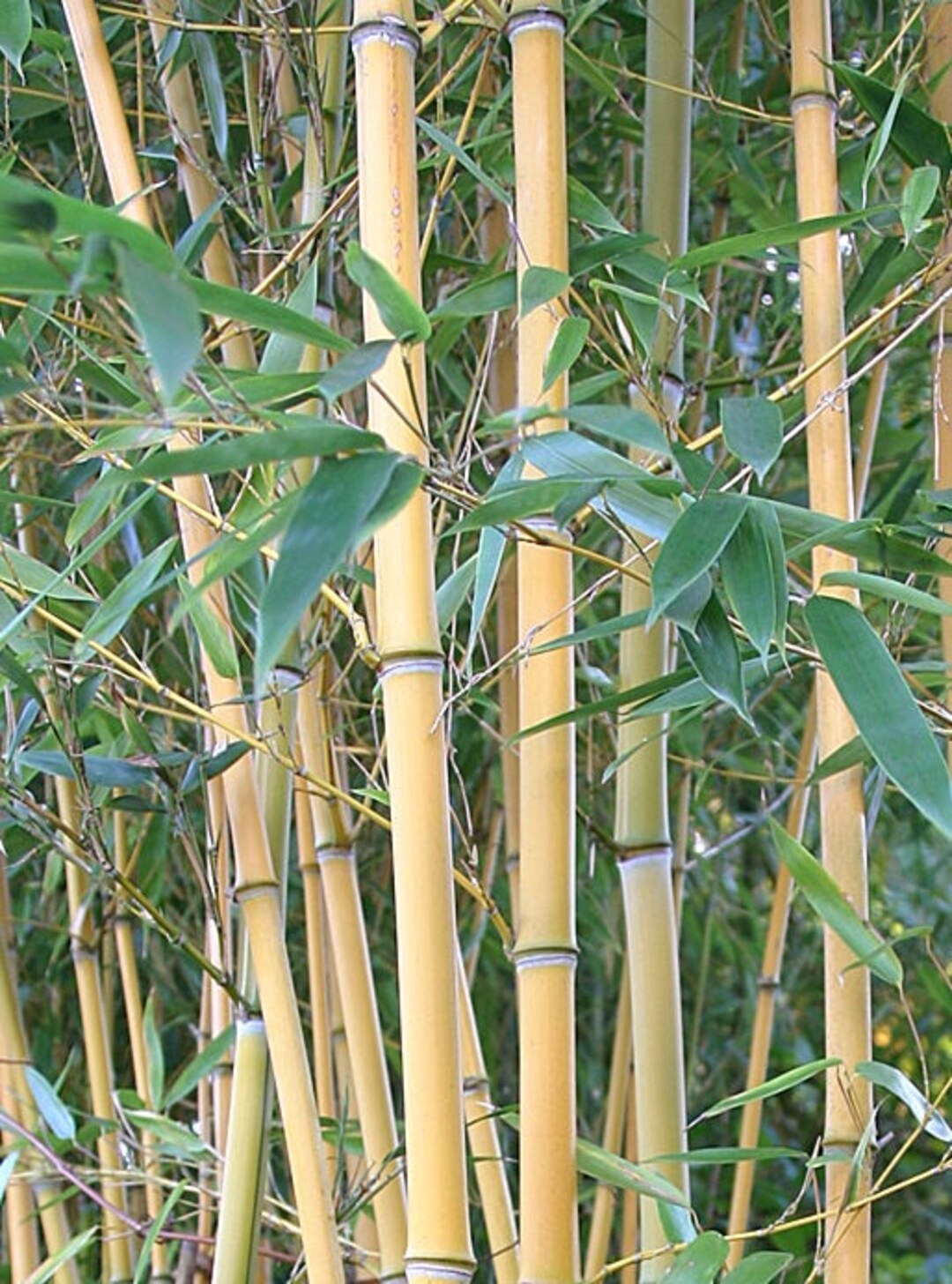 Box of 3 Giant Timber Bamboo Phyllostachys Aureosulcata 'lama Temple ...