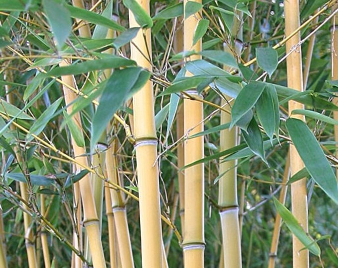 Giant Timber Bamboo Plant Cold Hardy to -15ºf Phyllostachys ...