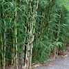 Large Fargesia Rufa, 'sunset Glow' Live Clumping Bamboo Plant - Etsy