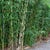 Large Fargesia Rufa, 'sunset Glow' Live Clumping Bamboo Plant - Etsy