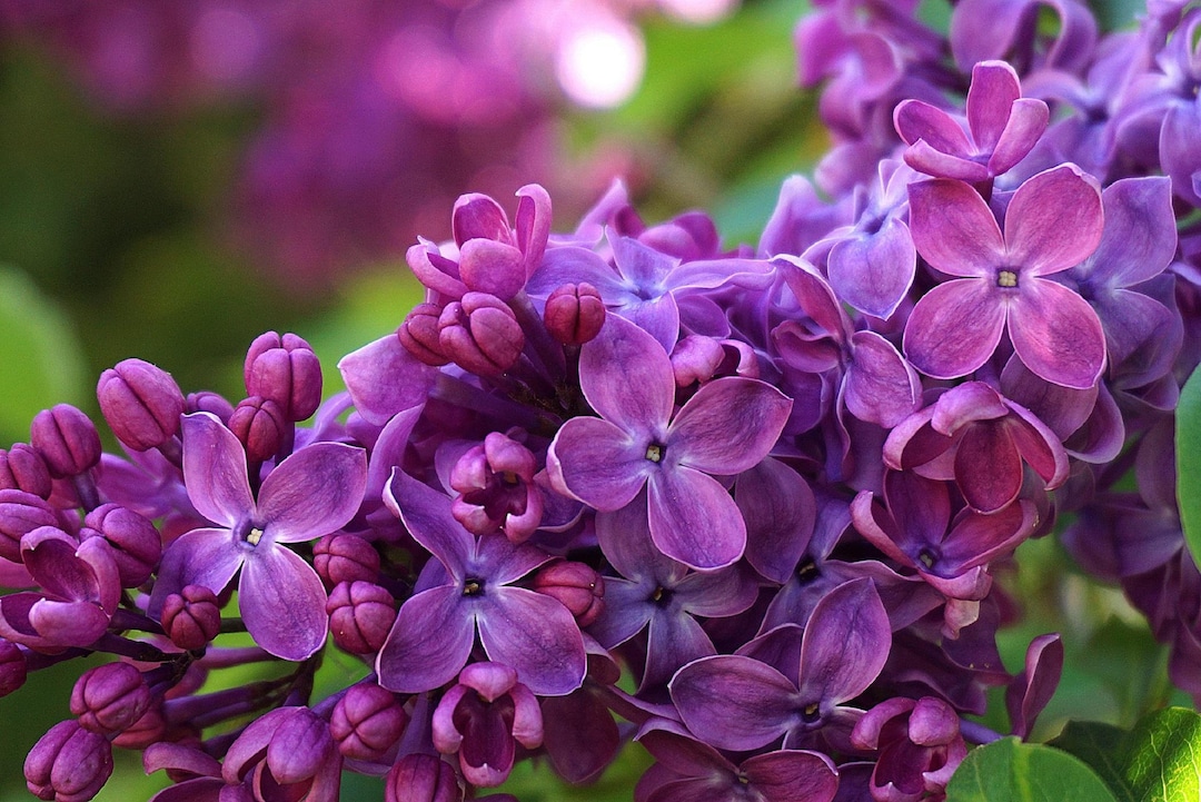 Congo French Lilac (syringa) Live Plant - Etsy
