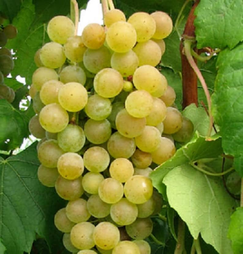 Remaily Grape Live Potted Seedless Grape Plant 2 Year Old. - Etsy