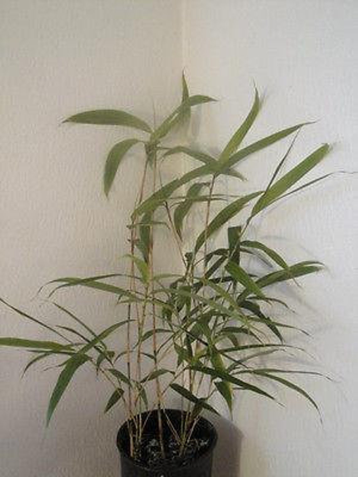 Chinese blue cane bamboo Bashania fargesia Wind Break bamboo | Etsy