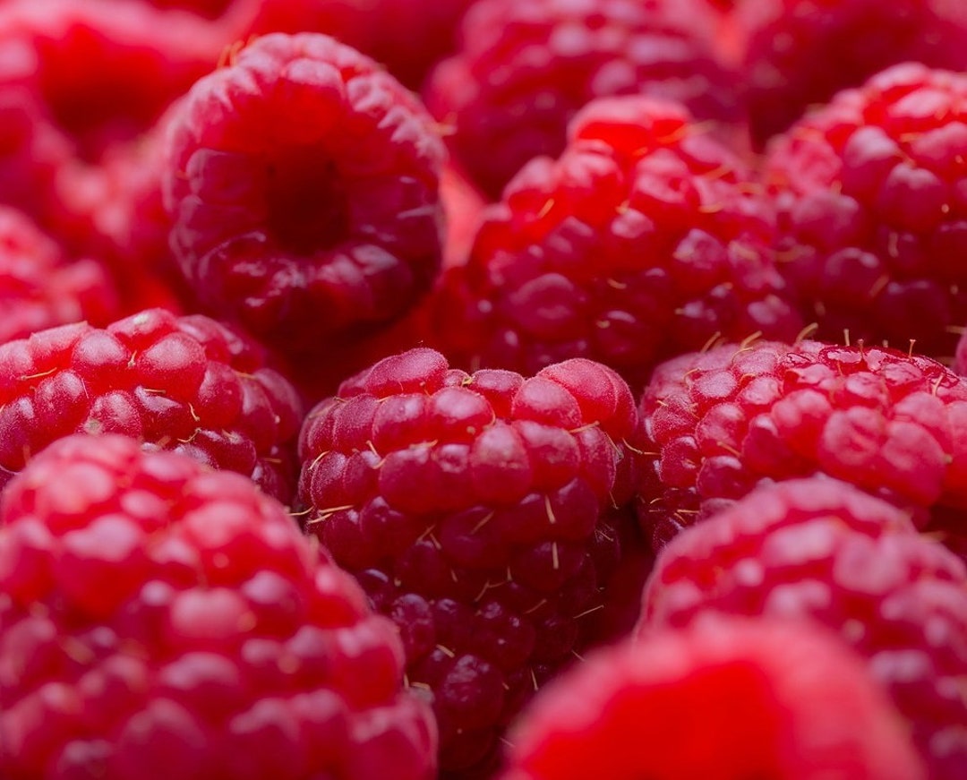 Willamette Red Raspberry - Etsy