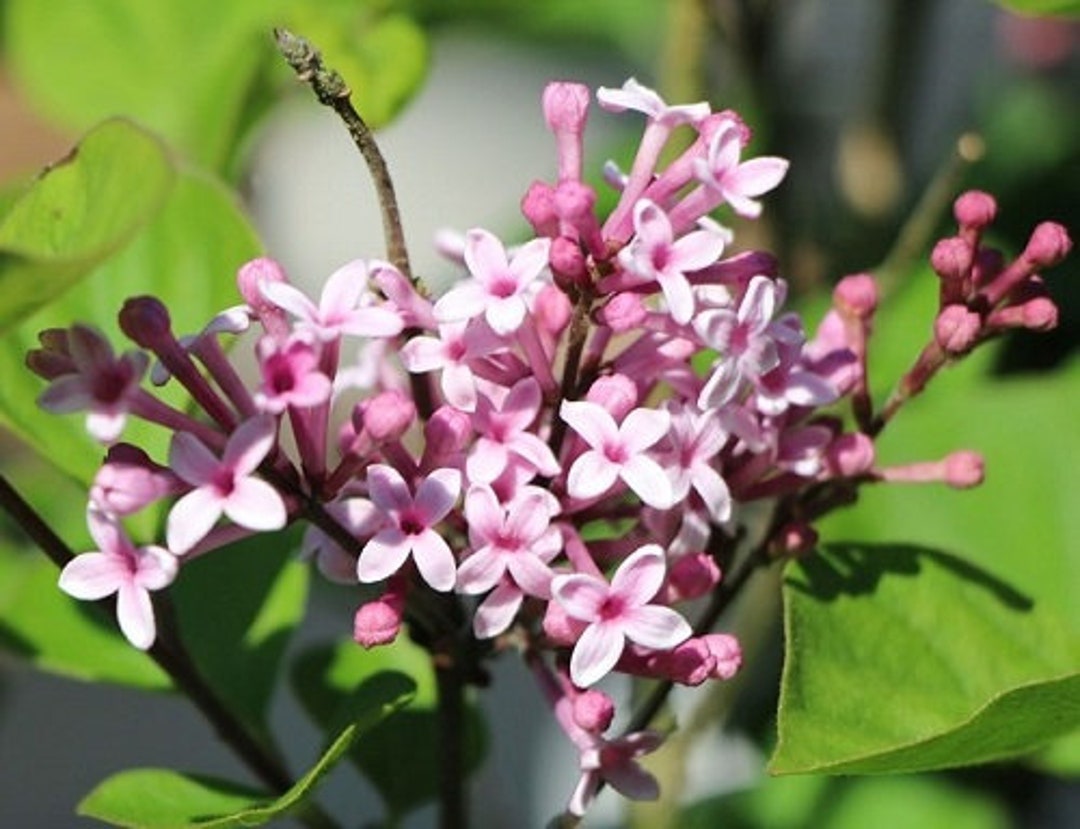 Josee Lilac (syringa) Live Plant - Etsy