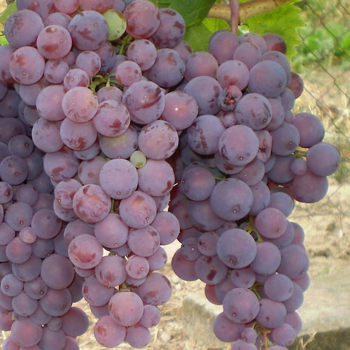 Catawba Red Grape Live Potted Plant 1-2 Years Old. - Etsy