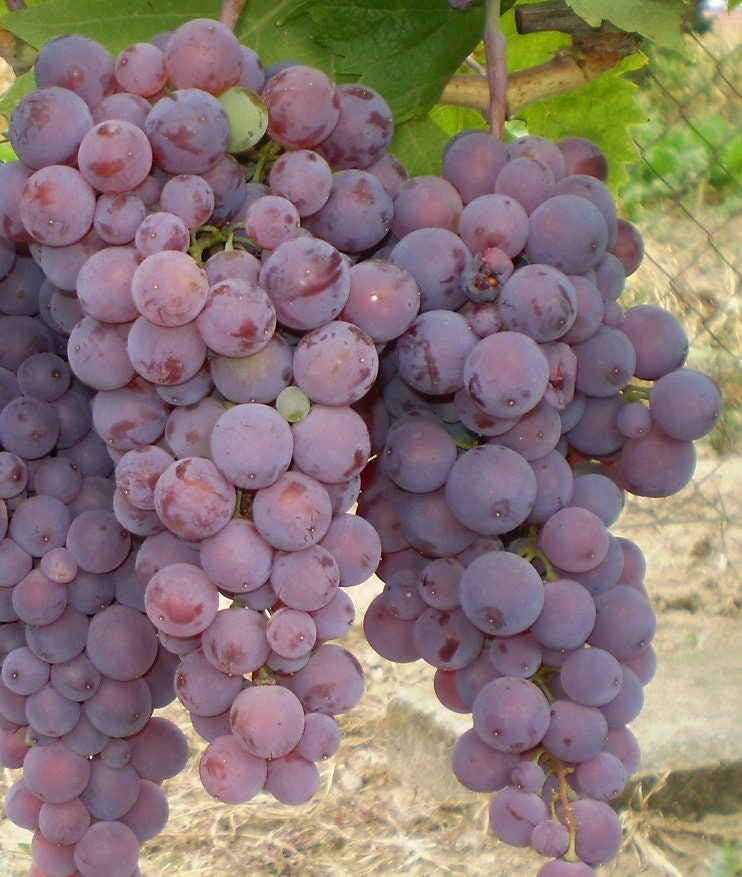 Einset Red Seedless Grape, Live Potted Plant, 1-2 Years Old. - Etsy