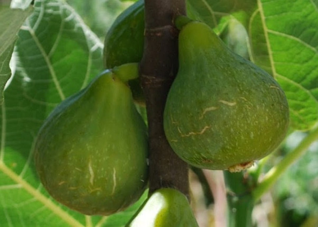 Lattarulla Live Fig Tree Plant. - Etsy