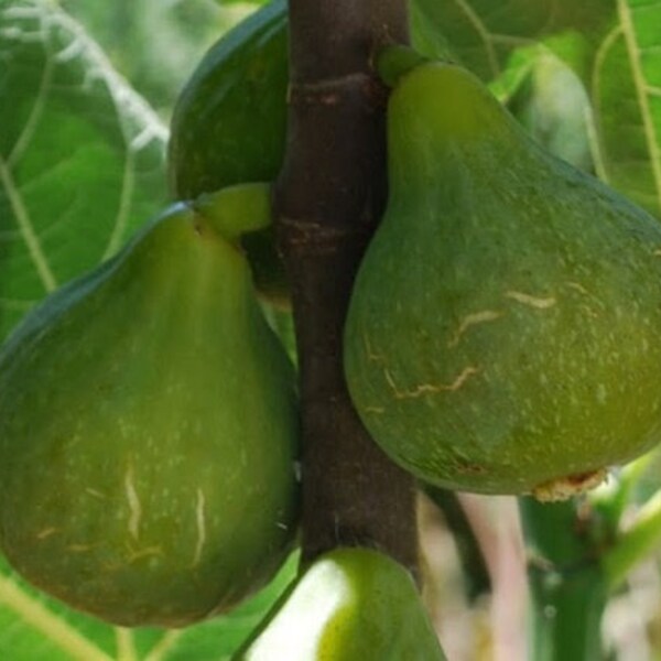 Figs - Etsy