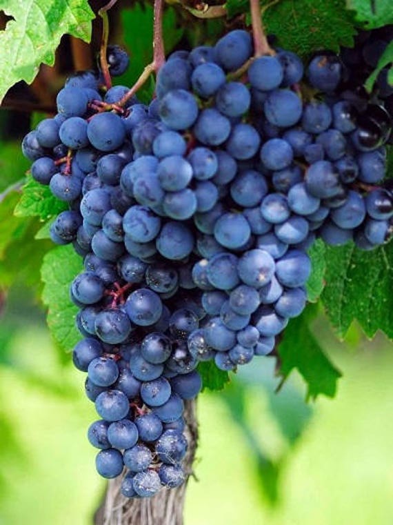 Glenora Live Potted Seedless Grape Plant 1-2 Years Old. - Etsy