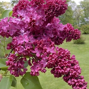Congo French Lilac (syringa) Live Plant Cold Hardy Fast Growing - Etsy