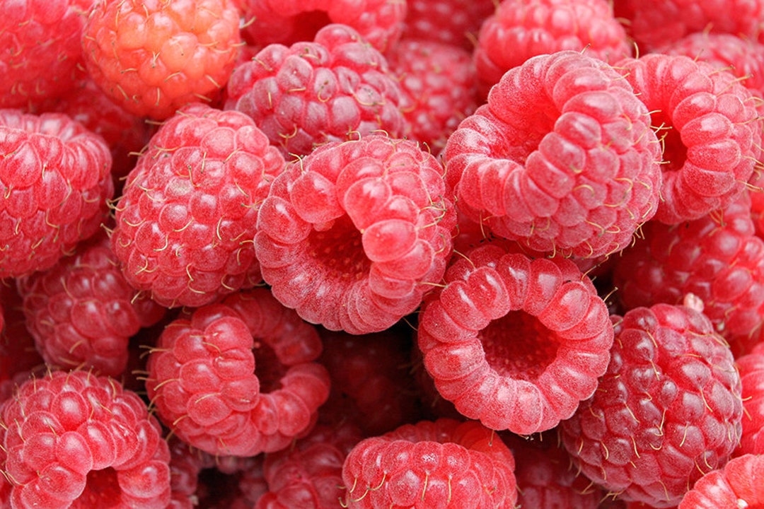 Nova Red Raspberry, Box of 3 - Etsy