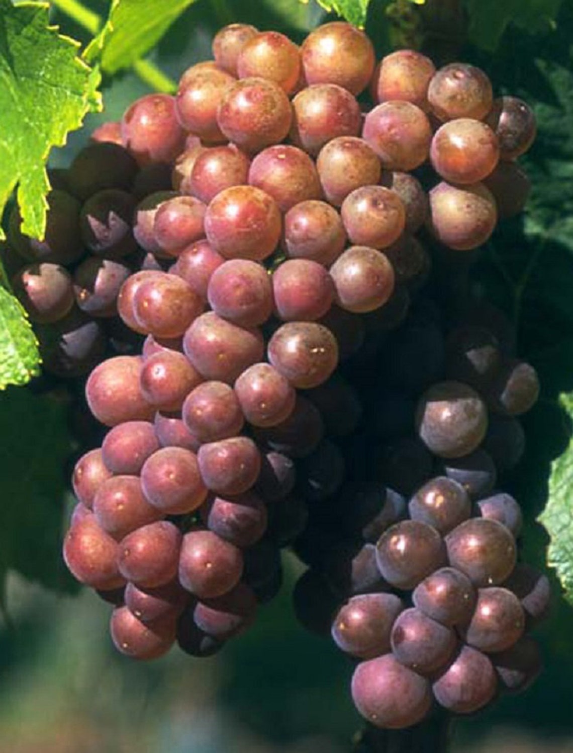 Pinot Gris #146 Seedless Blue Wine Grape, Live Potted Plant, 1-2 Years ...