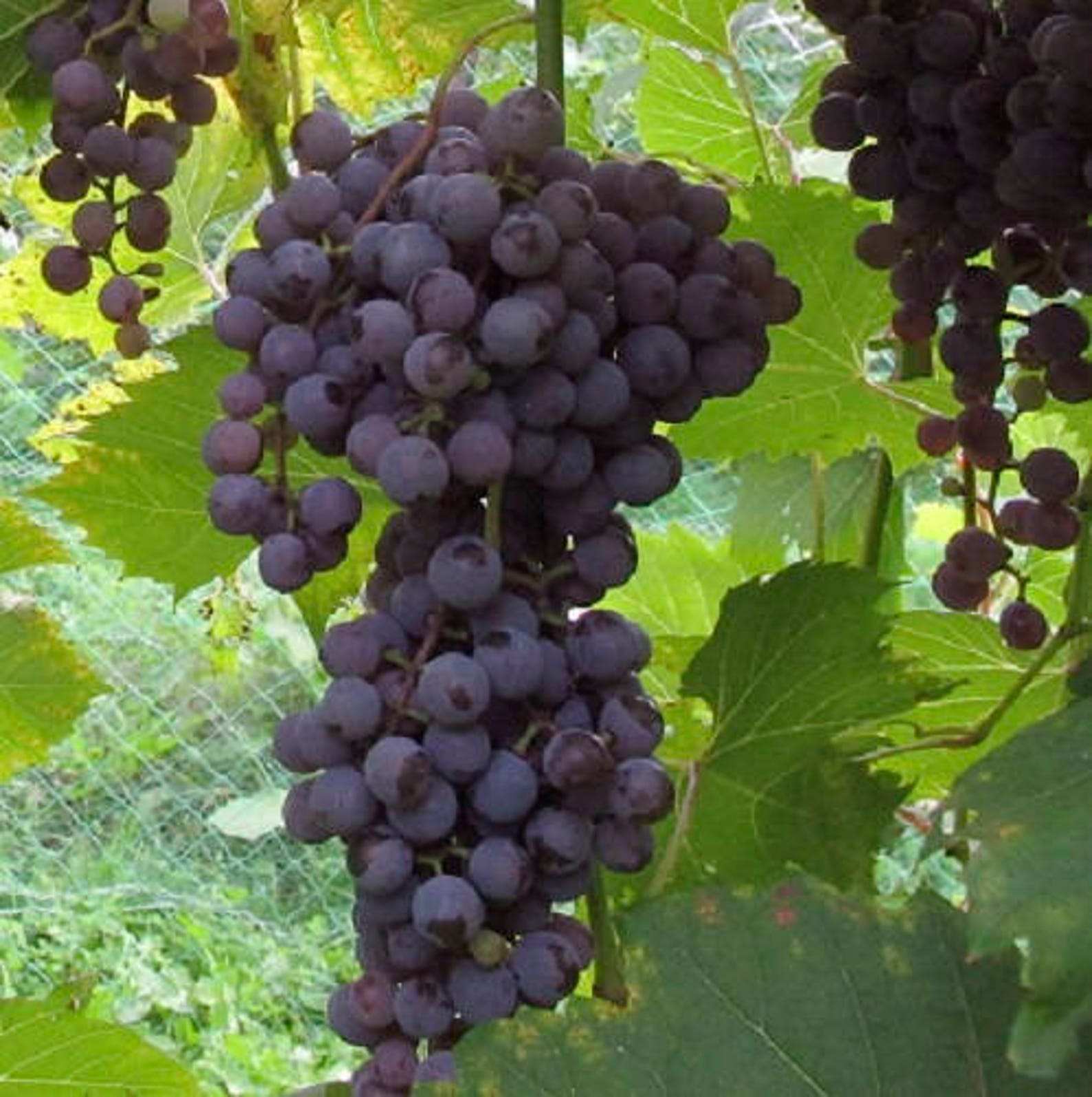 Glenora Live Potted Seedless Grape Plant 1-2 Years Old. - Etsy