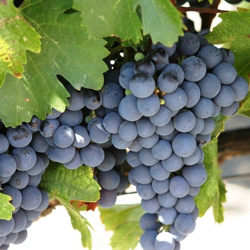 Catawba Red Grape Live Potted Plant 1-2 Years Old. - Etsy