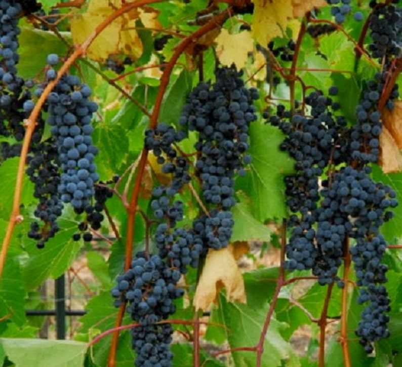 Concord Live Potted Grape Plant 1-2 Years Old. - Etsy