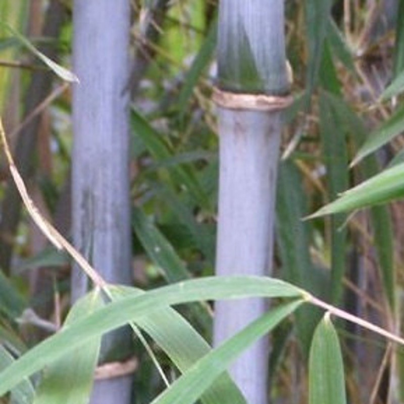 Blue Bamboo Plant - Etsy