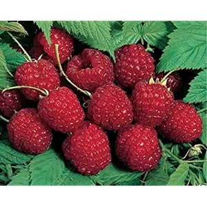 Nova Red Raspberry, Box of 3 - Etsy
