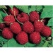 Nova Red Raspberry, Box of 3 - Etsy