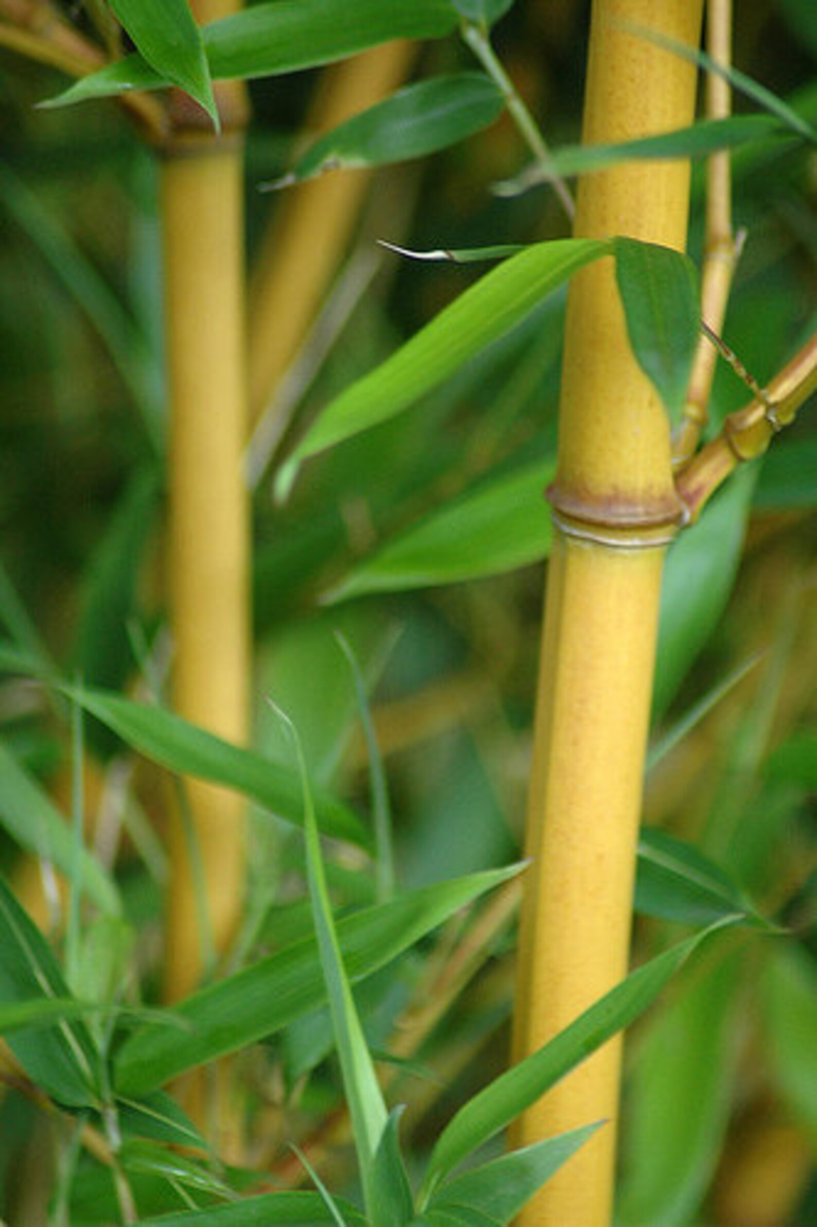 Box of 3 Giant Timber Bamboo, Chinese Golden Crookstem Bamboo Plants ...