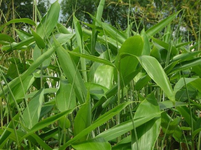 Sasa Palmata Nebulosa Live Bamboo Plant One 1 Size Very | Etsy
