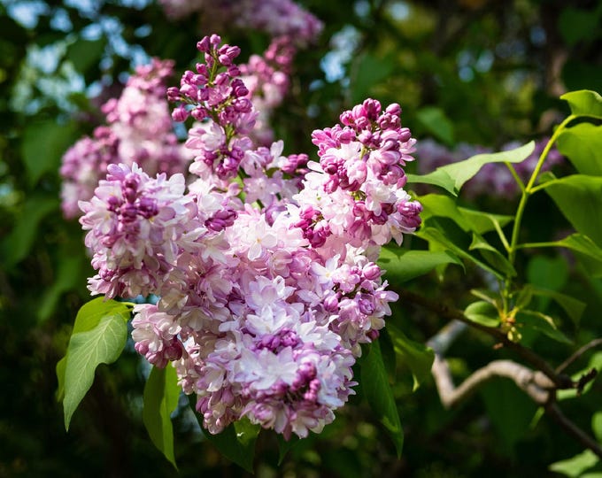 Katherine Havemeyer French Lilac (syringa) Live Plant - Etsy