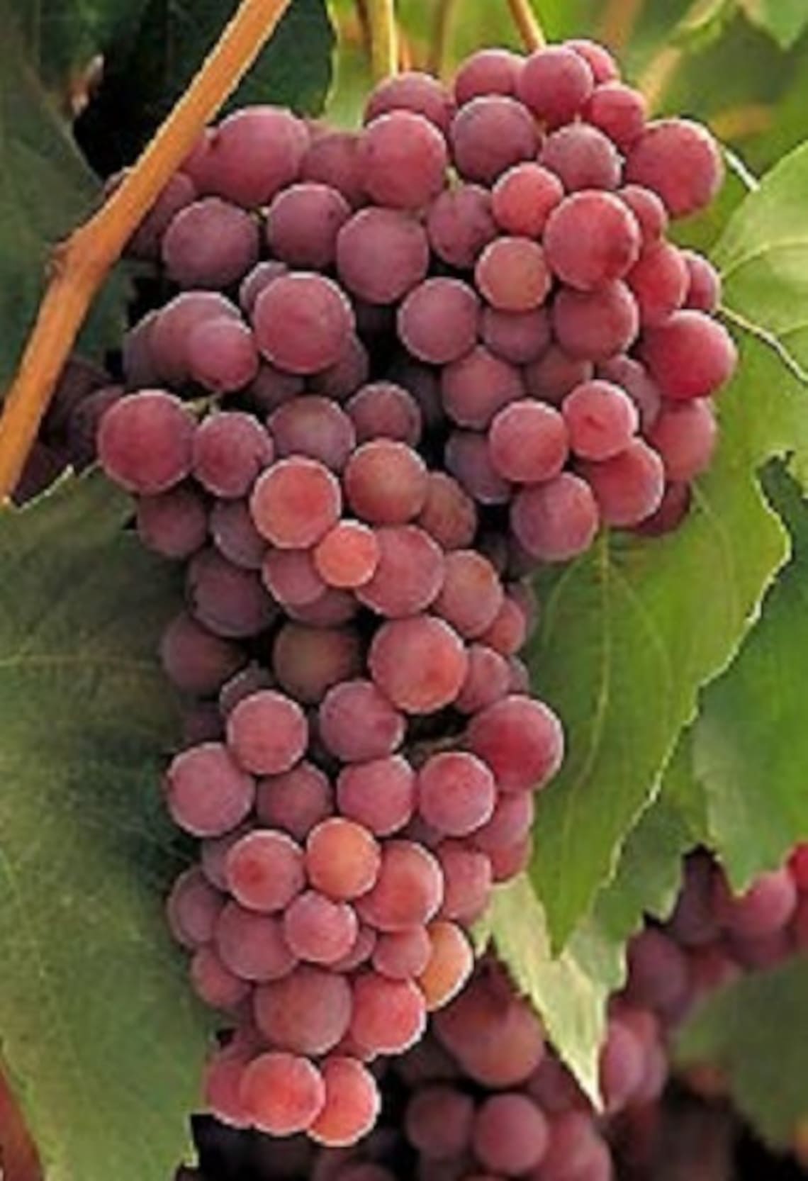 Einset Red Seedless Grape Live Potted Plant 1-2 Years Old. - Etsy